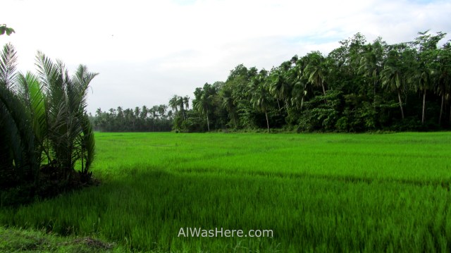 TOUR IN DONSOL: FIREFLY RIVER WATCHING – Al Was Here
